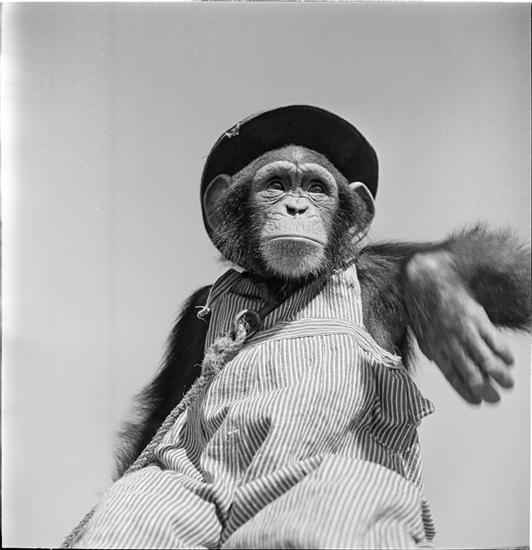 Museum of the City of New York - Circus [Monkey wearing overalls.]